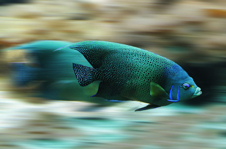 House of Tropicals | #1 in Maryland for fresh water & salt water fish